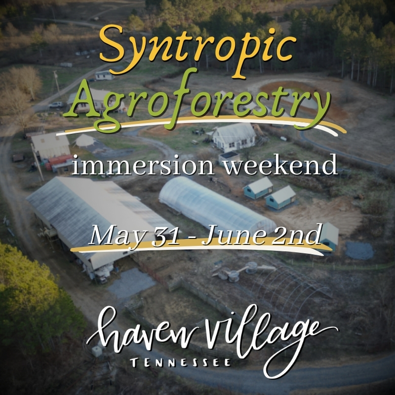 Syntropic Agroforestry Immersion